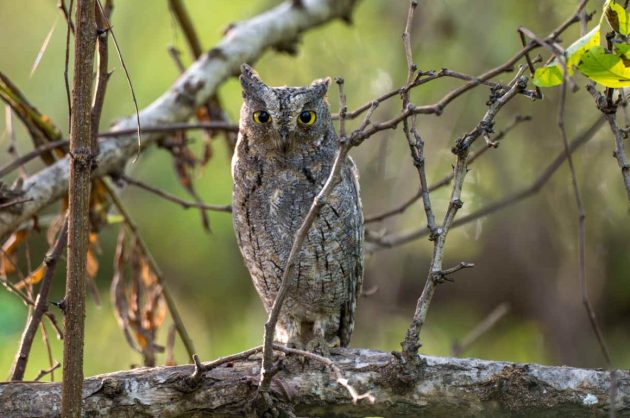 Category: Birding - 10,000 Birds