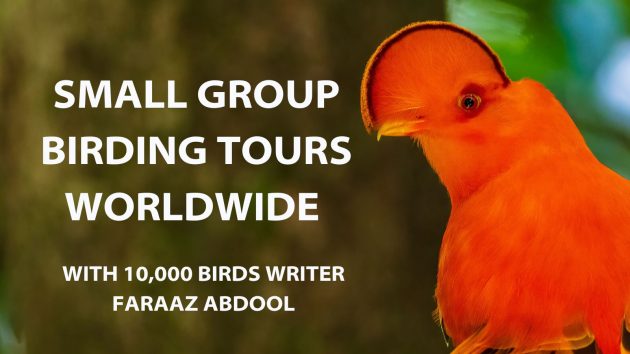 NFL Bird Logos - 10,000 Birds