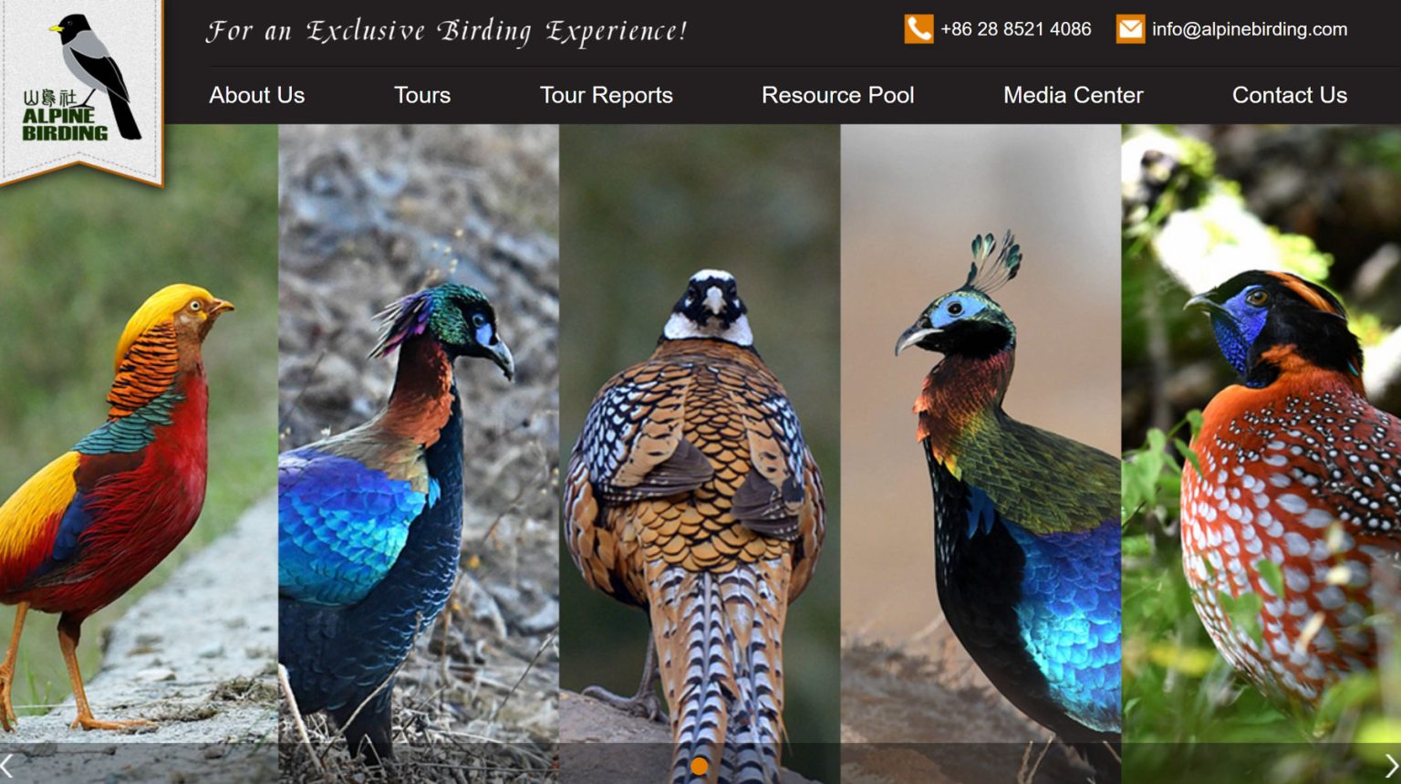 The Chemistry of Birds (16): DDT - 10,000 Birds