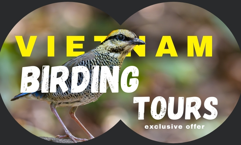 Bergin’s Law of Avian Identification #7: Generalists vs. Specialists ...