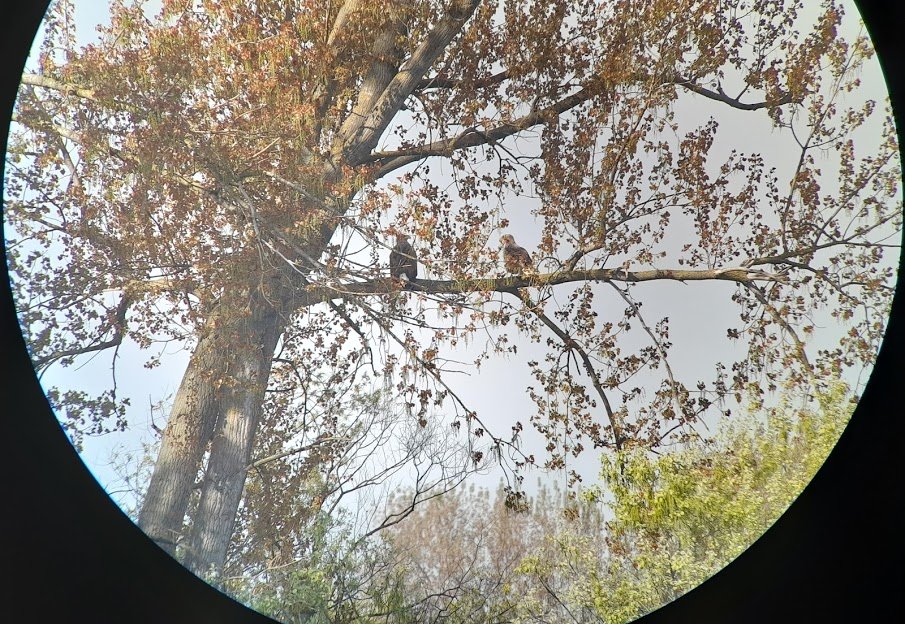 A Tale of Two Eagles - 10,000 Birds