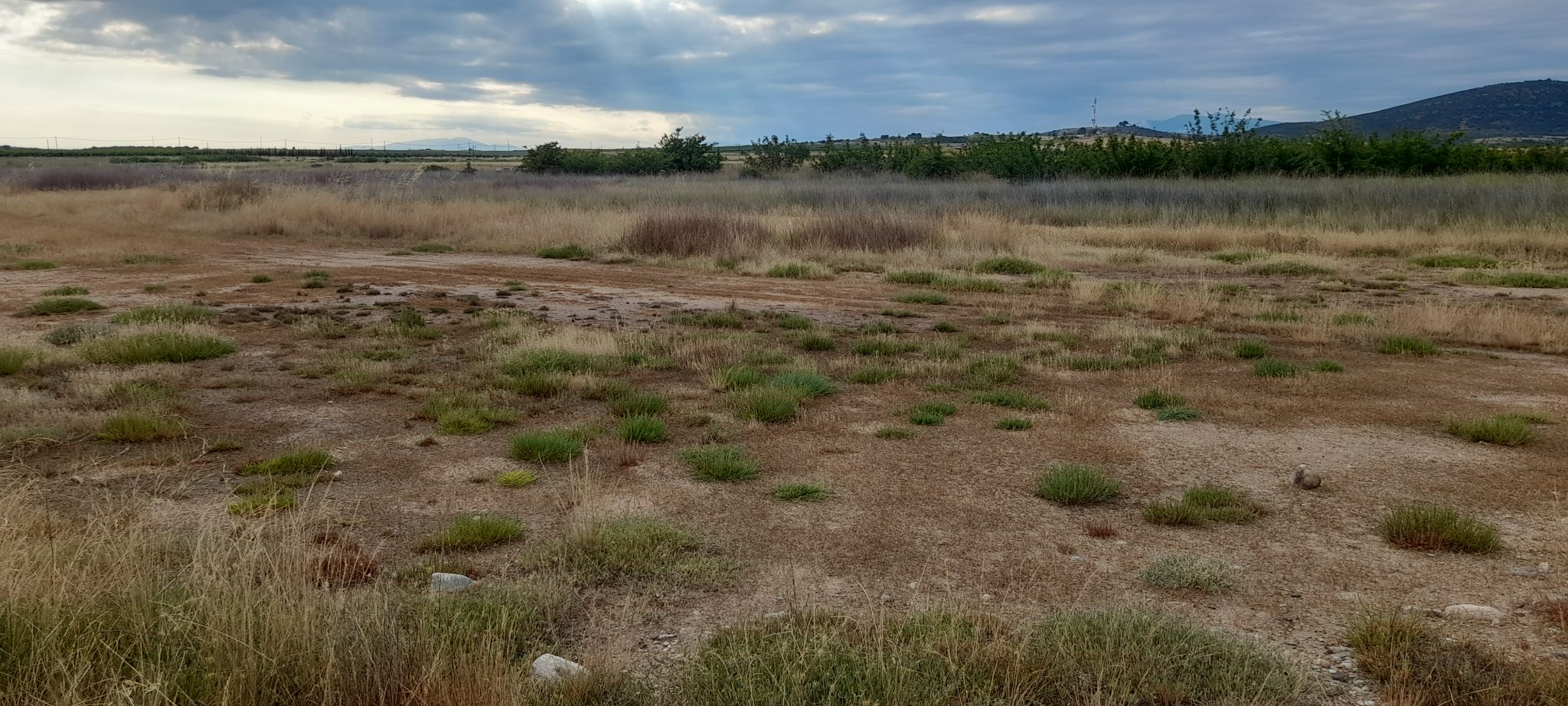 Birding Porto Lagos Lagoons, Greece, or the snake-cold Vergina lager ...