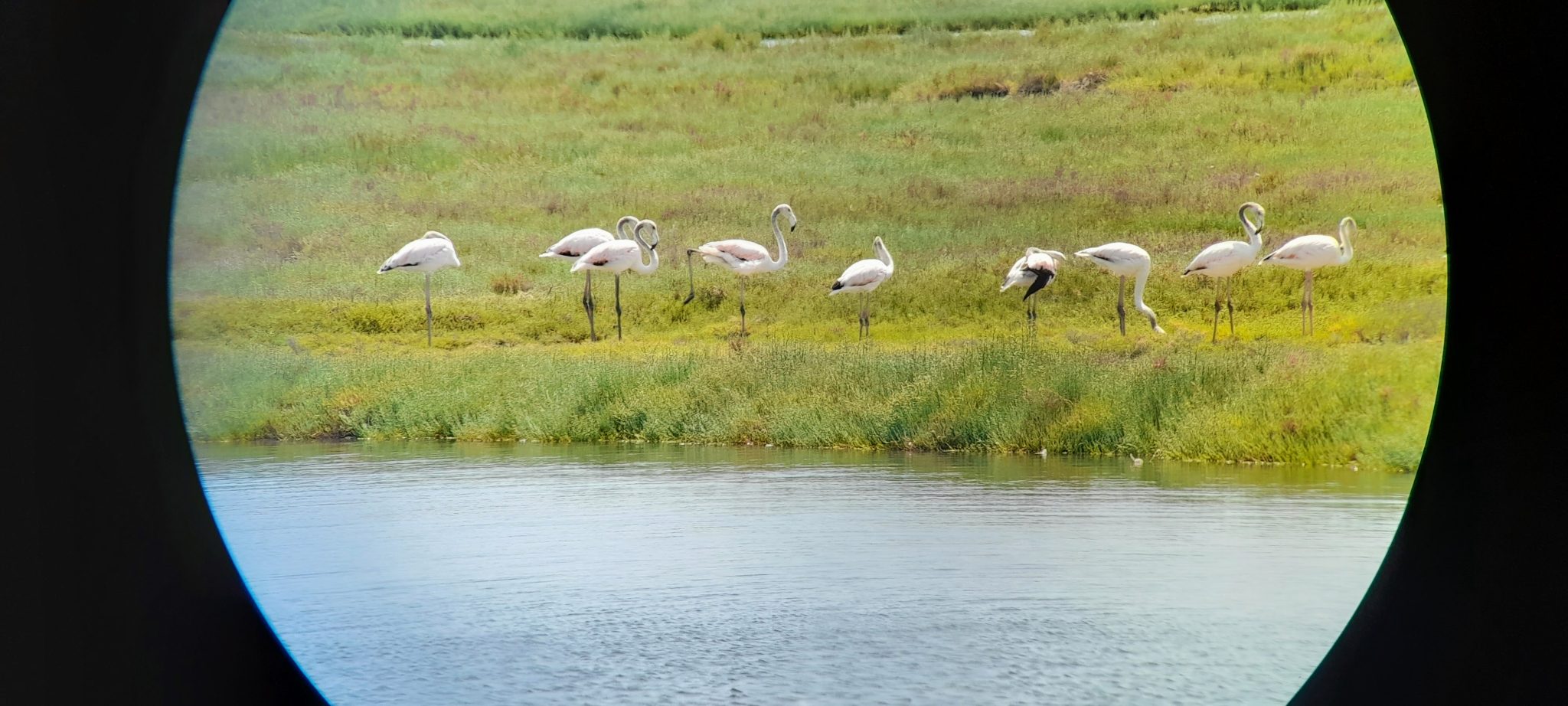 Birding Porto Lagos Lagoons, Greece, or the snake-cold Vergina lager ...