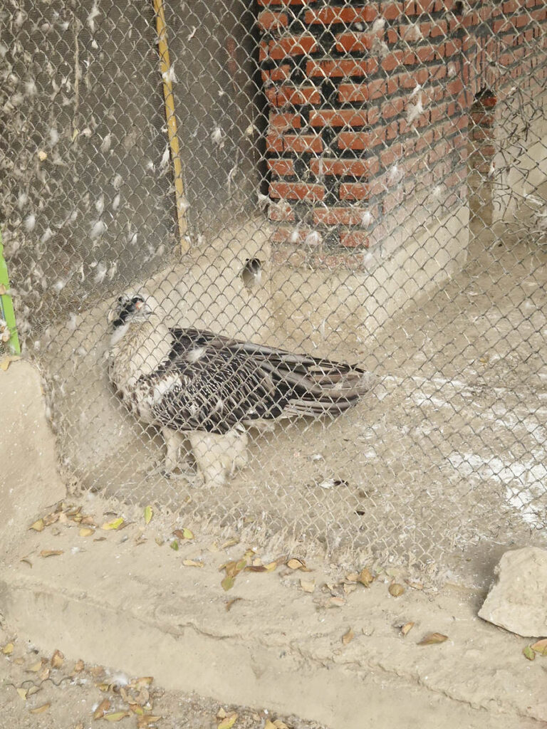 Birding Kabul, Afghanistan - 10,000 Birds