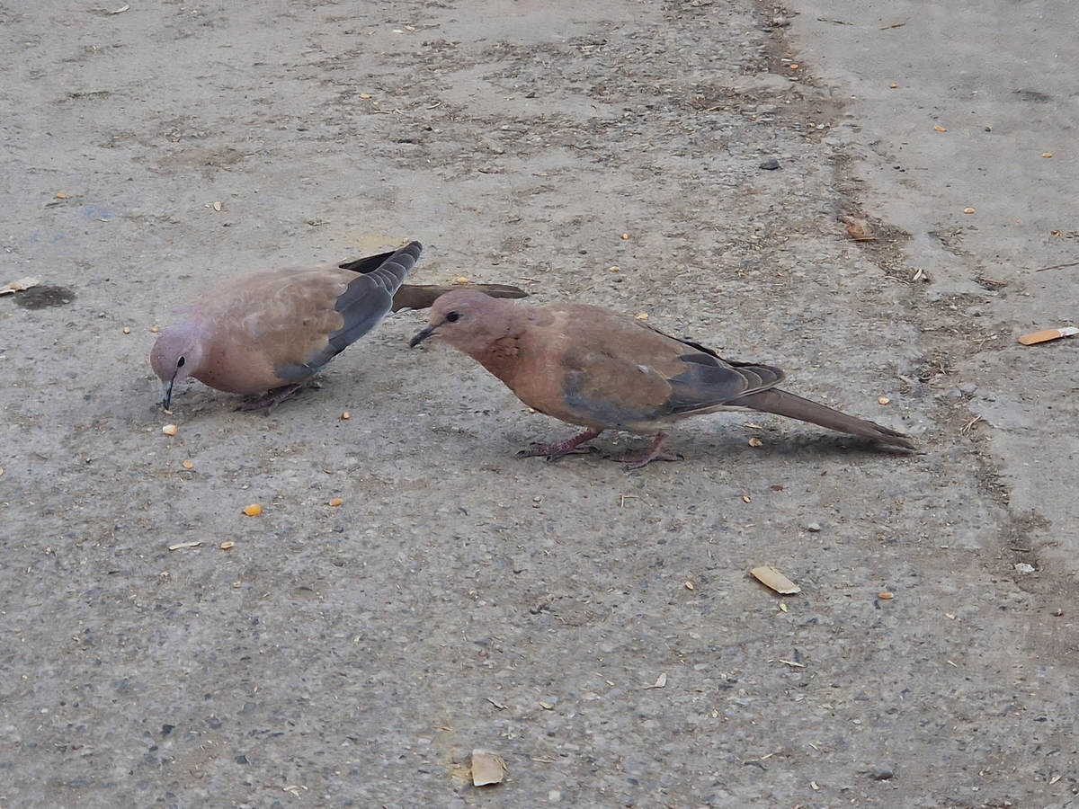 Birding Kabul, Afghanistan - 10,000 Birds