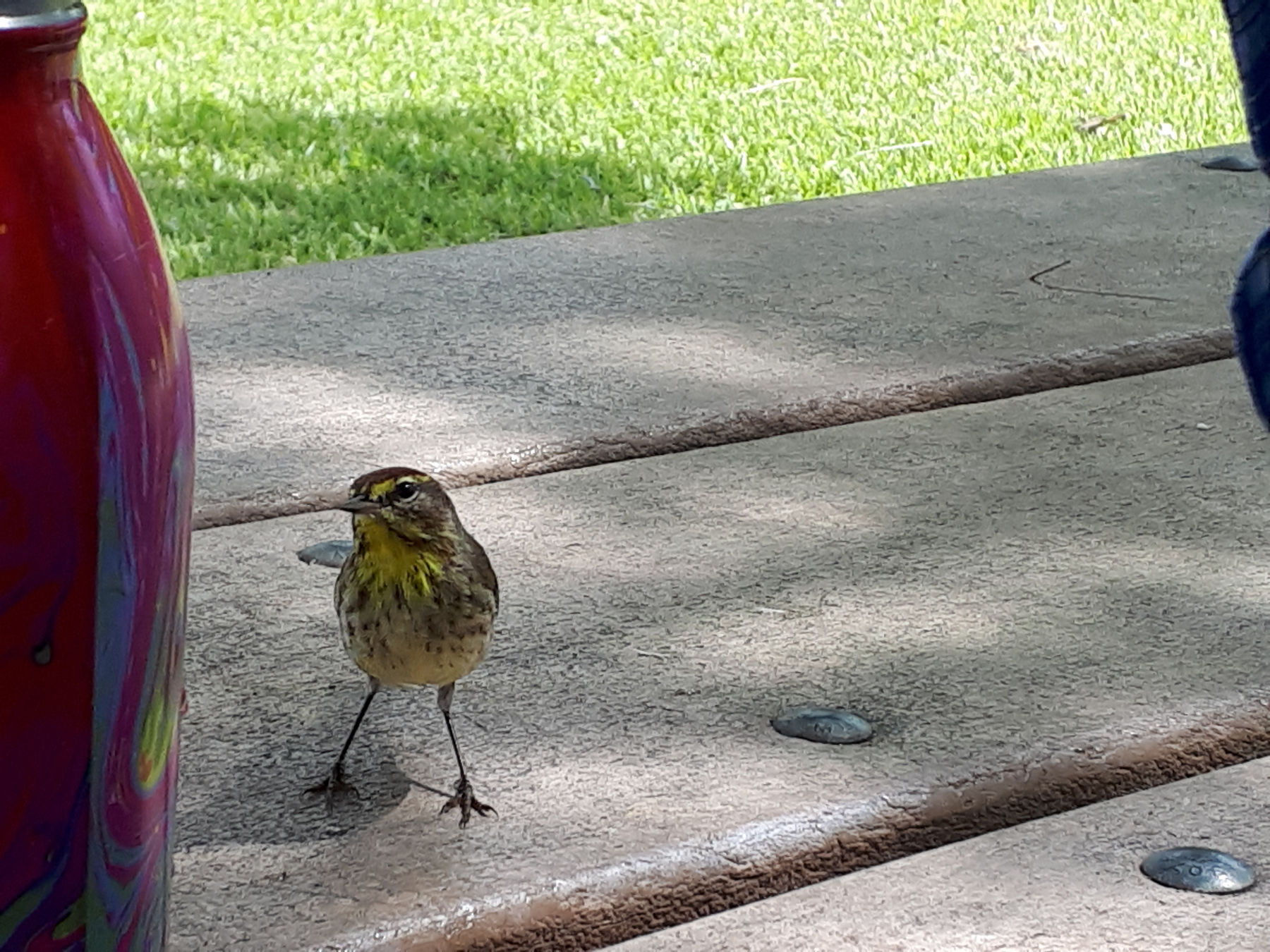 A Picnic Guest - 10,000 Birds