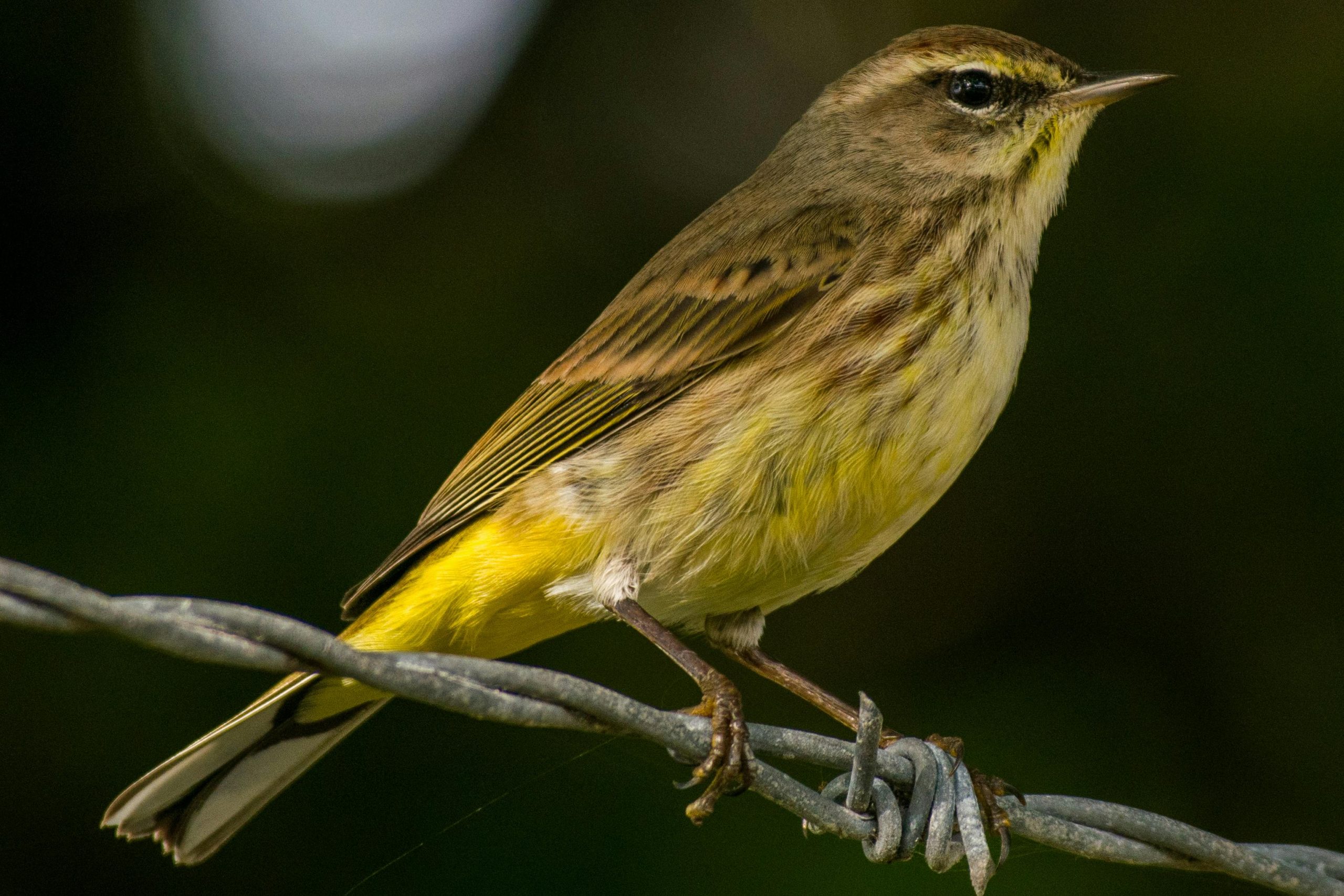 A Picnic Guest - 10,000 Birds