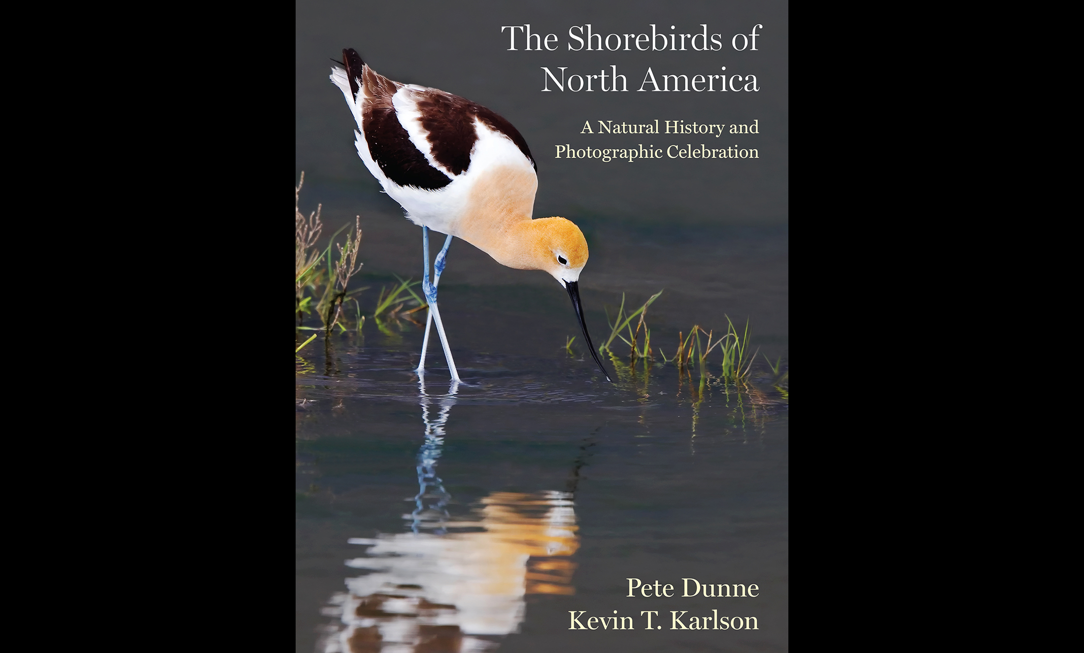 The Shorebirds of North America: A Natural History and Photographic ...