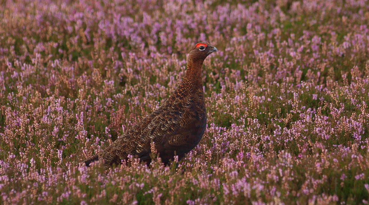 Red Grouse Restored: a Full Species Again - 10,000 Birds
