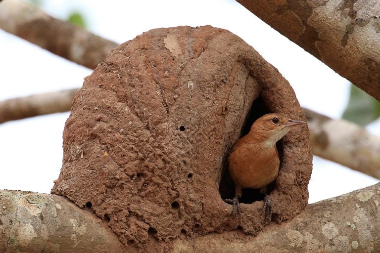 My Favorite 5 Bird Nests: Redefining Home Construction - 10,000 Birds