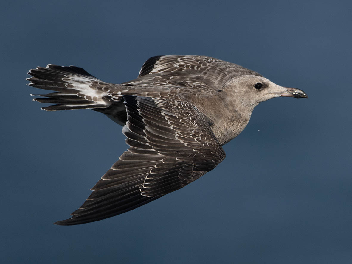 Cooling off on the coast - 10,000 Birds