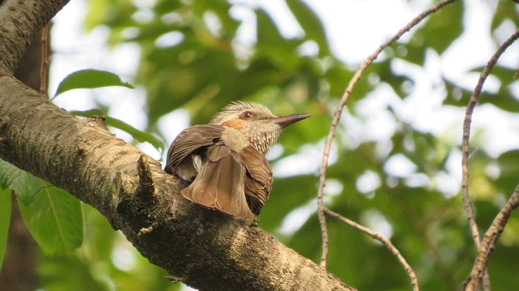 Birding Tokyo — Imperial Palace East Gardens - 10,000 Birds