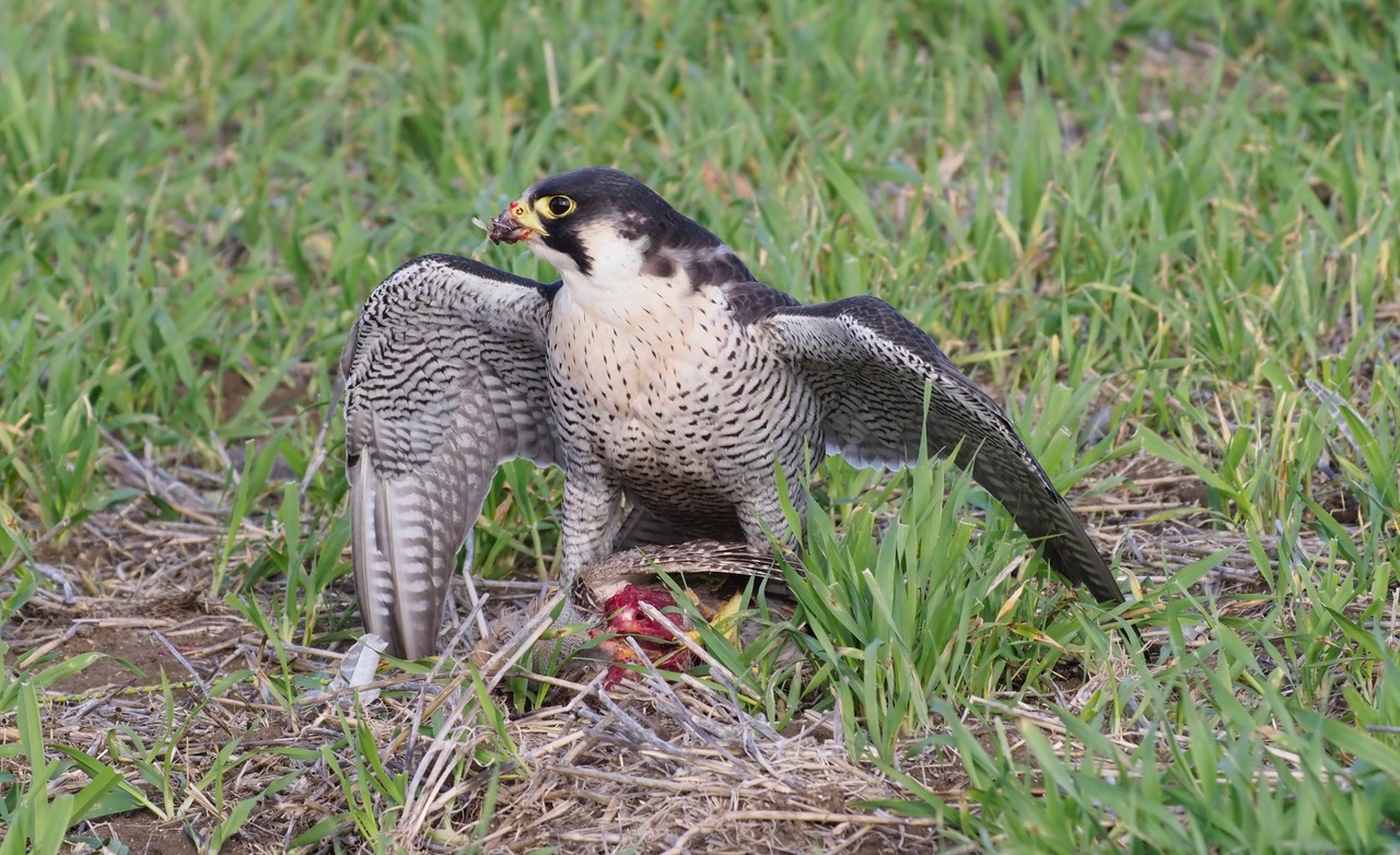 The rise of the urban falcon - 10,000 Birds