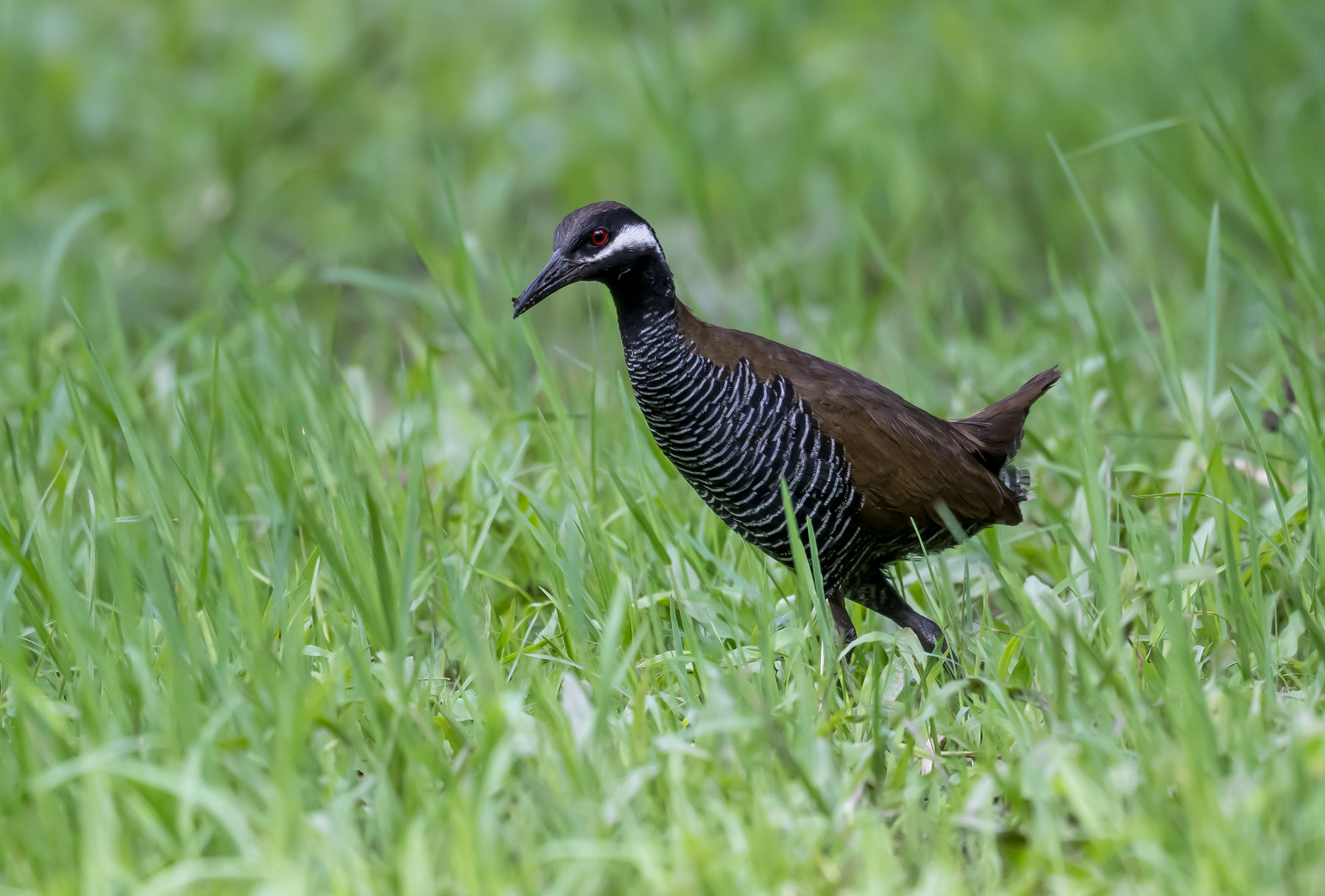 Birding the Tomohon area, North Sulawesi - 10,000 Birds