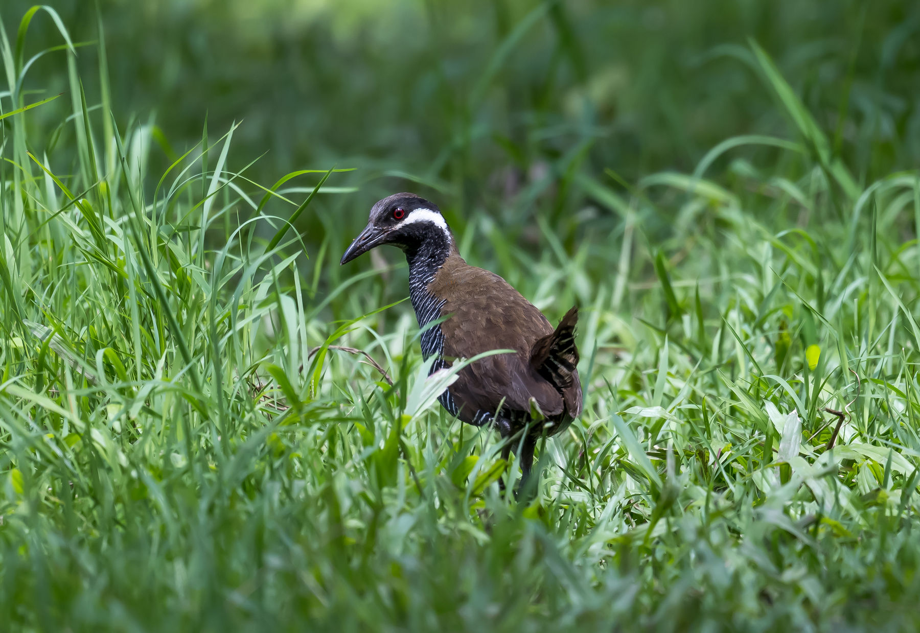 Birding the Tomohon area, North Sulawesi - 10,000 Birds