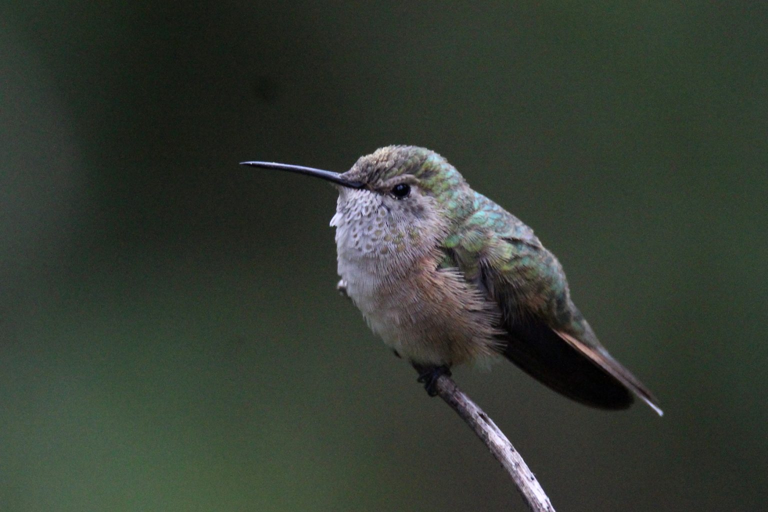 On My Way to 300 - 10,000 Birds