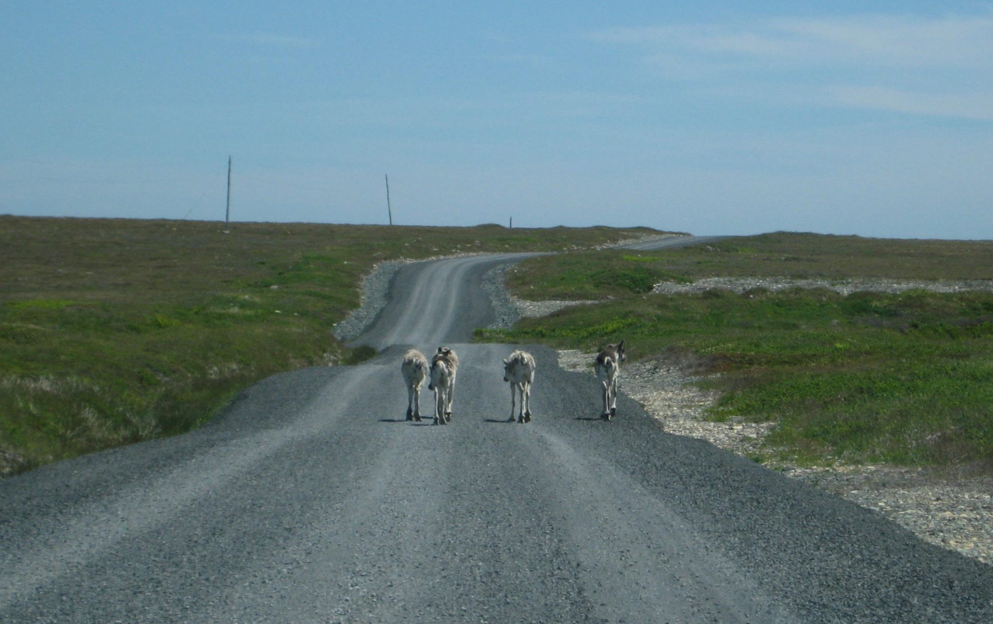 Birding the Rock - aka Newfoundland, Canada - 10,000 Birds