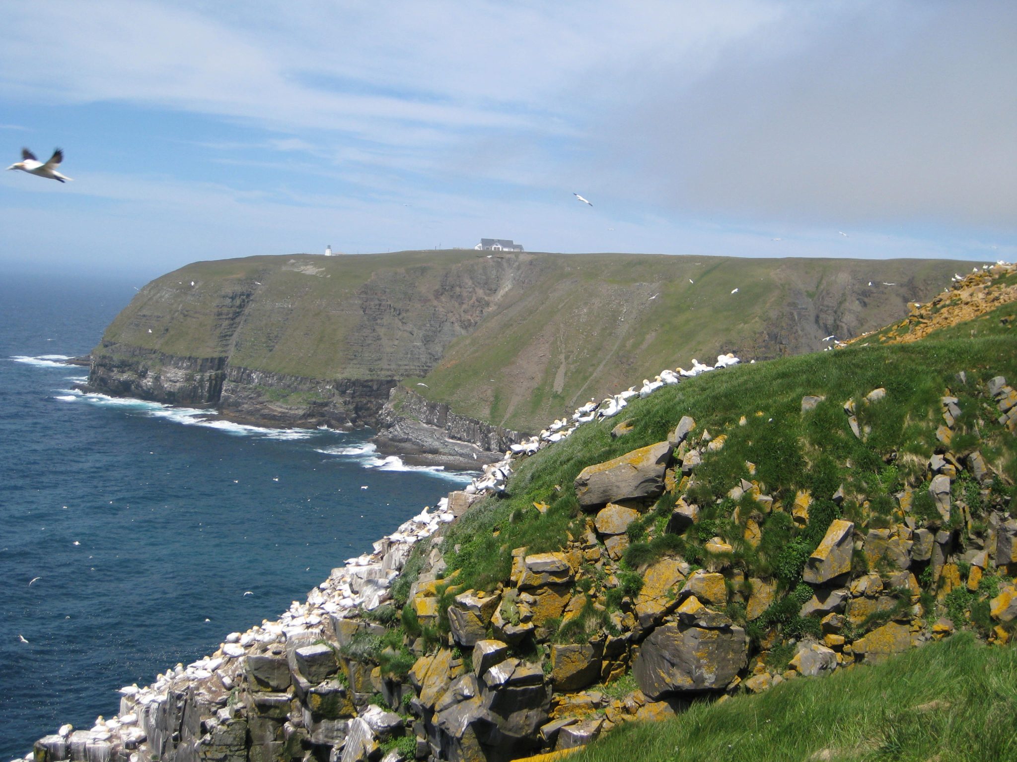 Birding the Rock - aka Newfoundland, Canada - 10,000 Birds