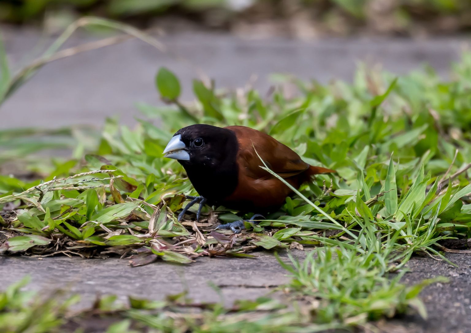 Birding the Tomohon area, North Sulawesi - 10,000 Birds
