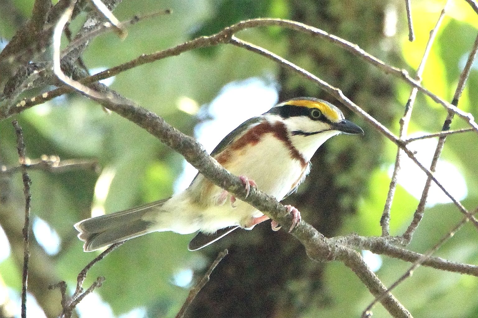 My Personal Favorites - 10,000 Birds