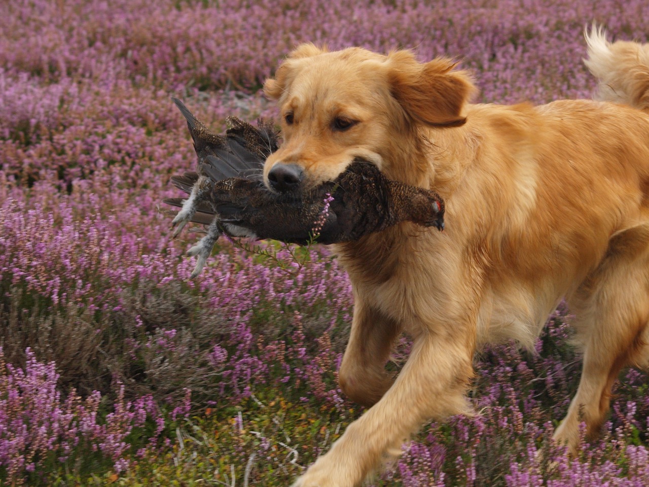 Red Grouse Restored: a Full Species Again - 10,000 Birds