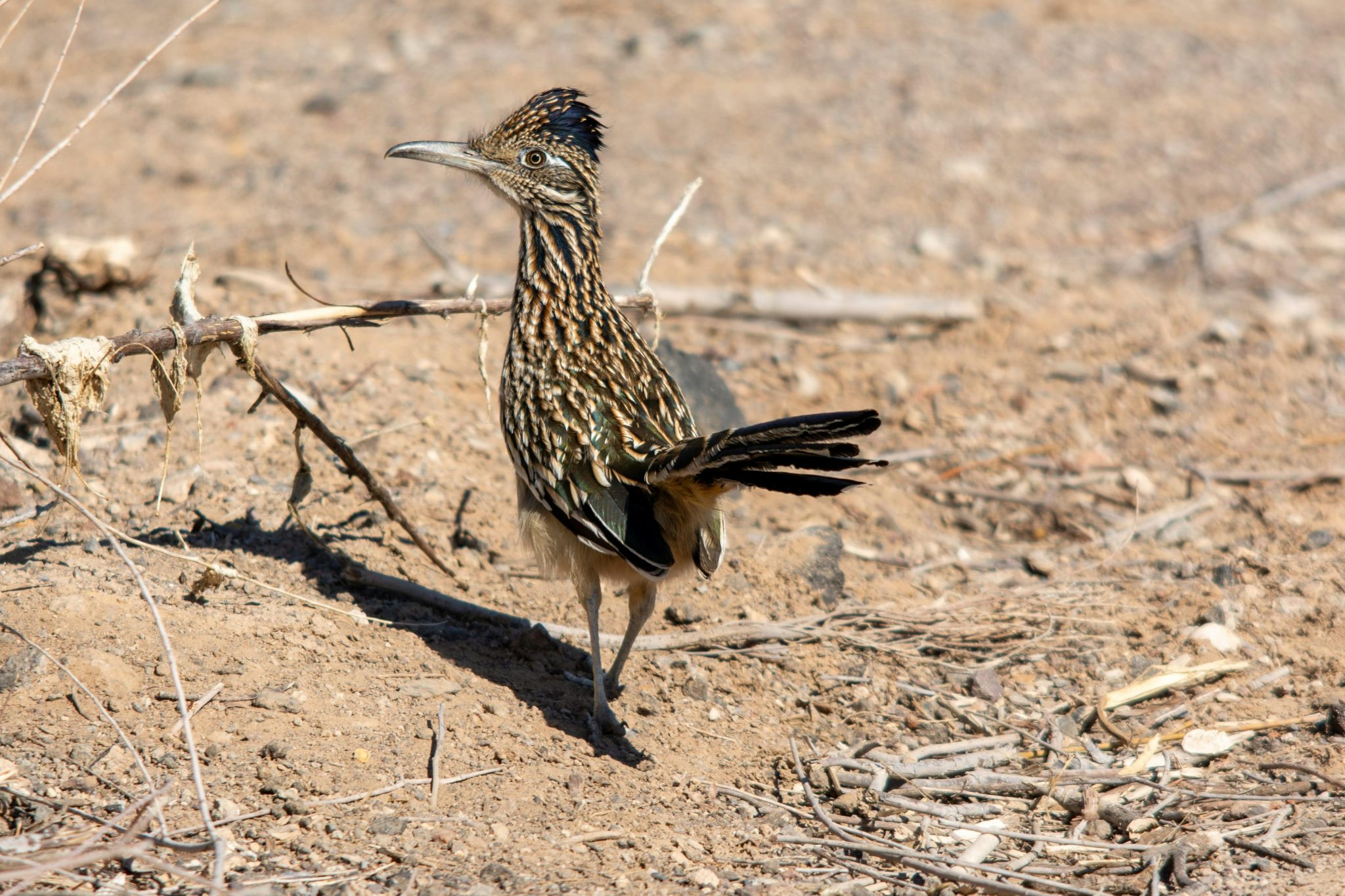 Monterey Birding - 10,000 Birds