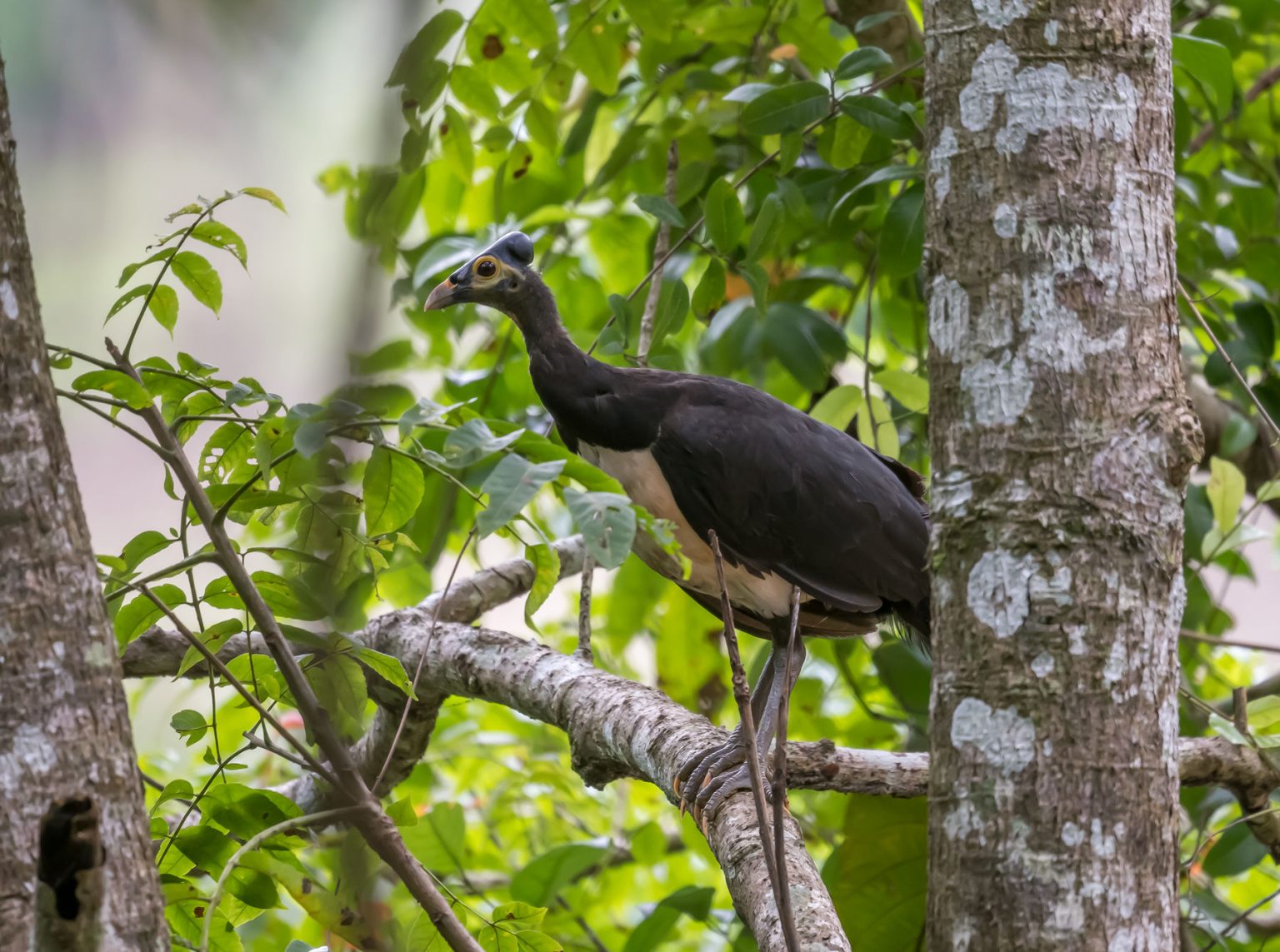 The Maleo of Sulawesi - 10,000 Birds