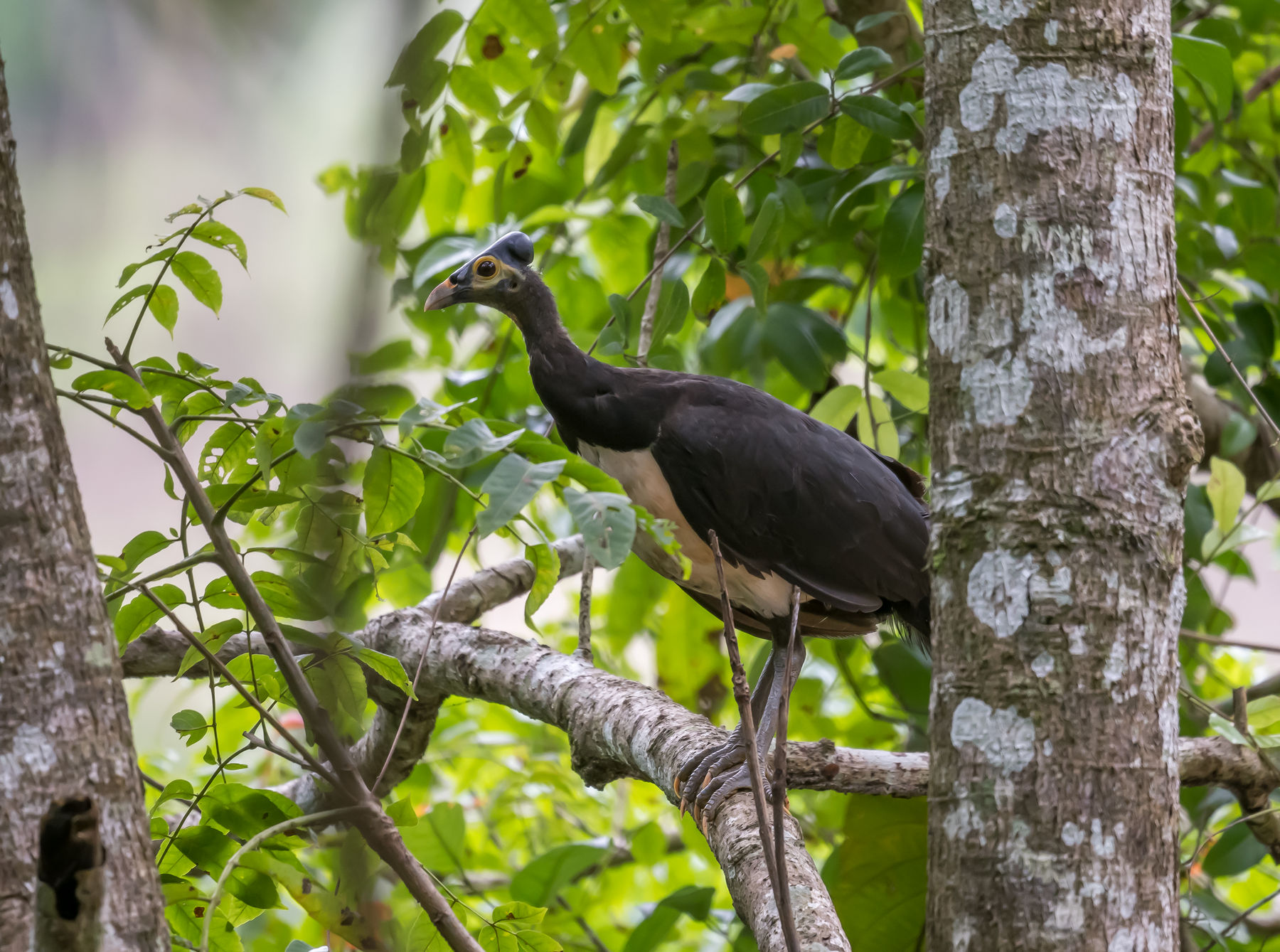 The Maleo of Sulawesi - 10,000 Birds