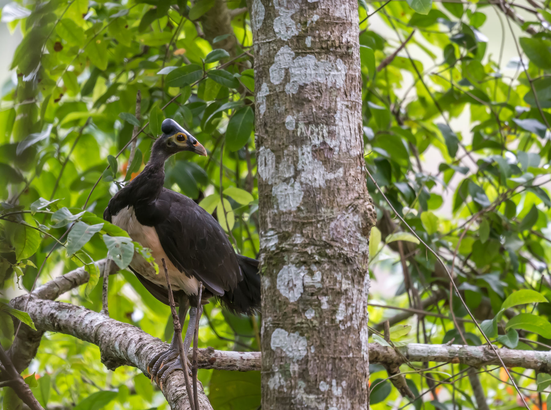 The Maleo of Sulawesi - 10,000 Birds