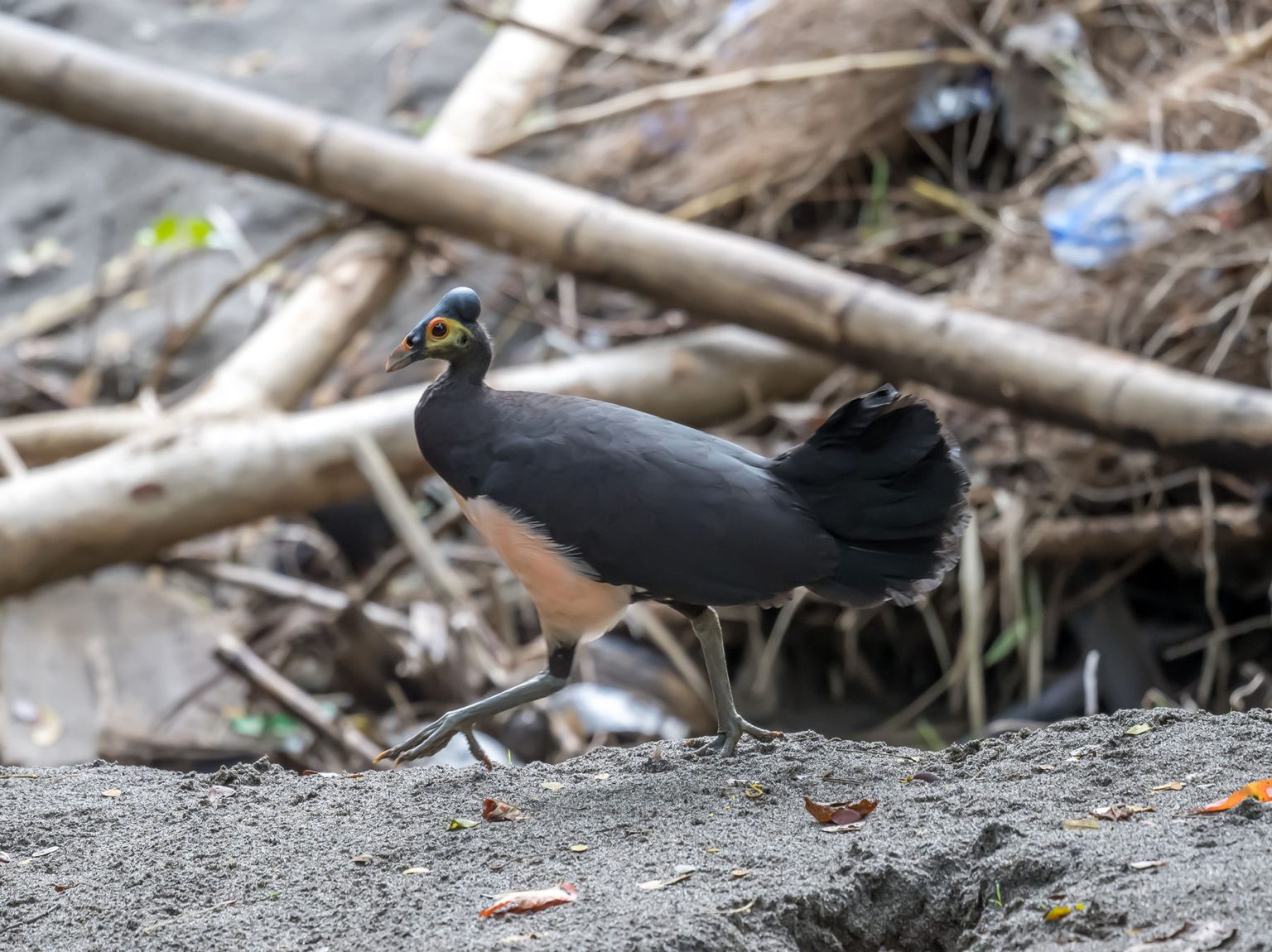 The Maleo of Sulawesi - 10,000 Birds