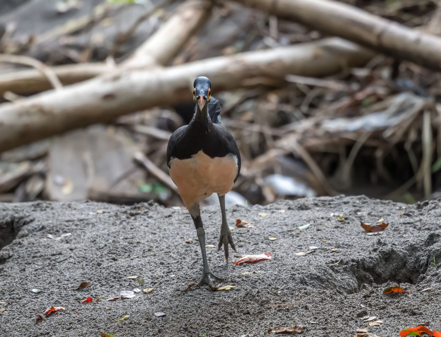The Maleo of Sulawesi - 10,000 Birds