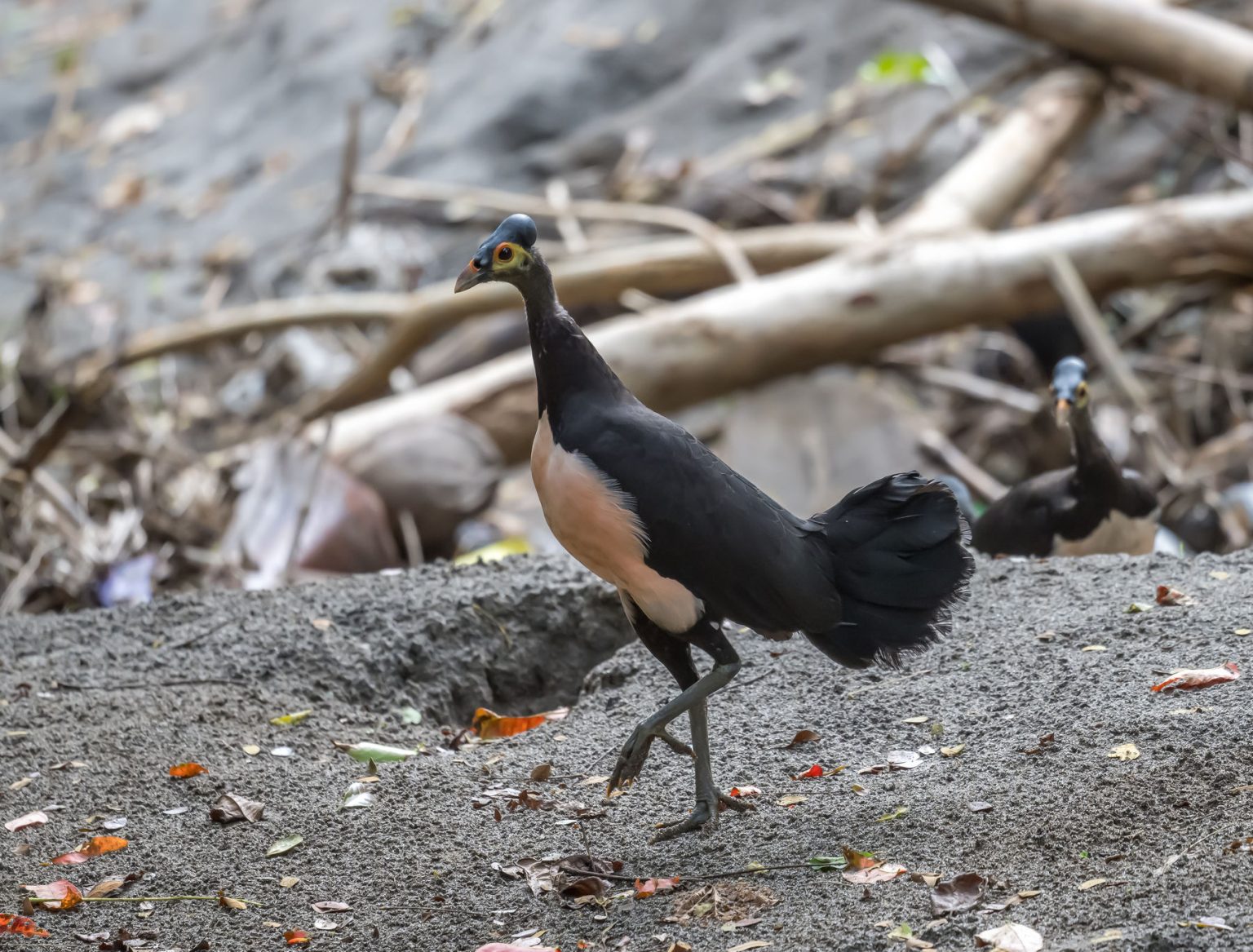 The Maleo of Sulawesi - 10,000 Birds
