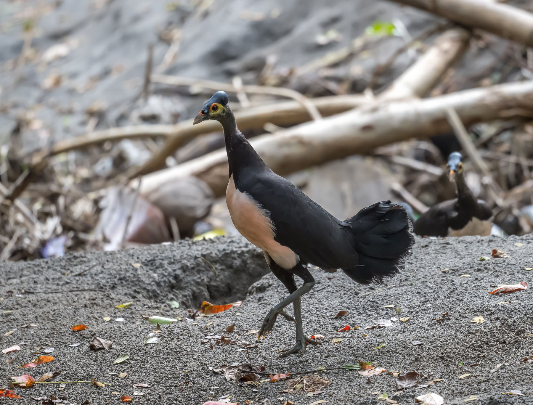 The Maleo of Sulawesi - 10,000 Birds