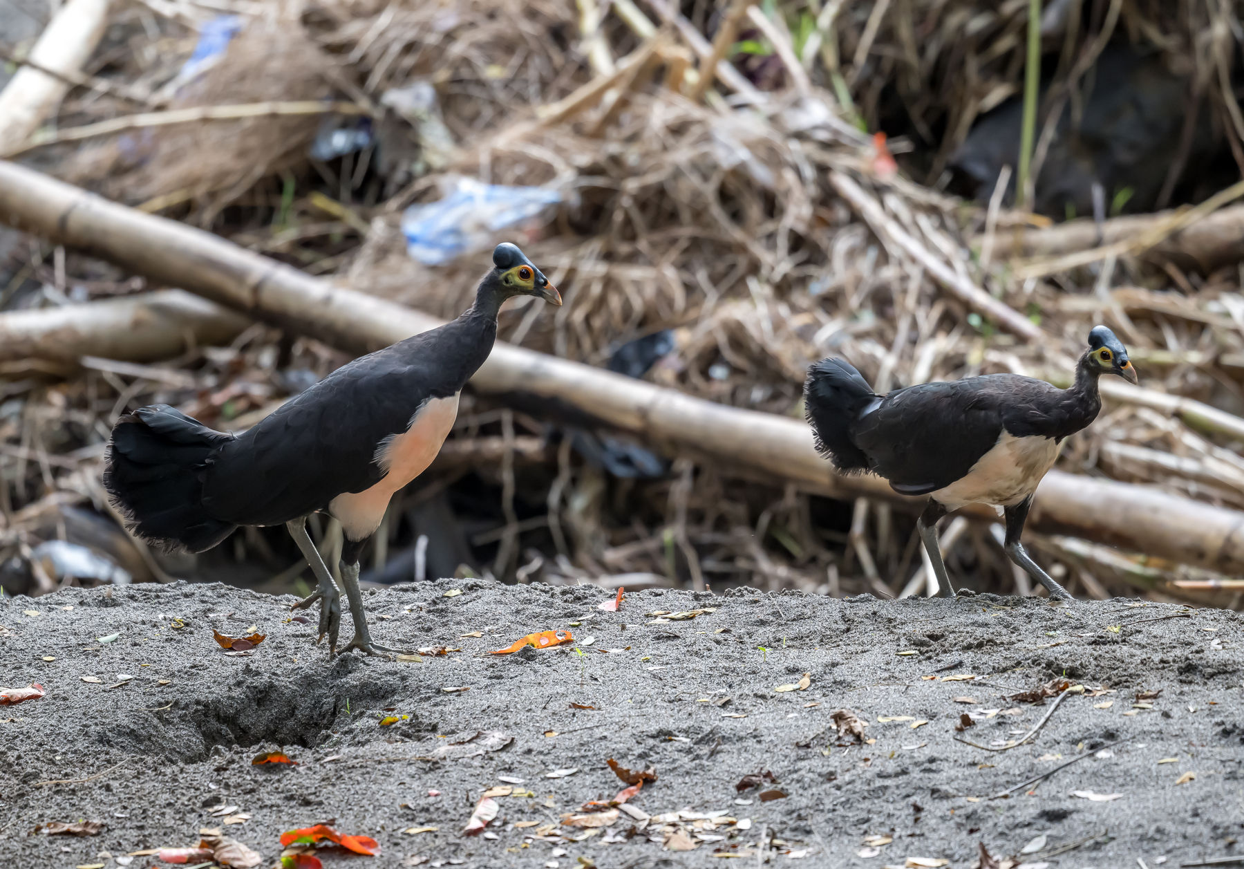 The Maleo of Sulawesi - 10,000 Birds