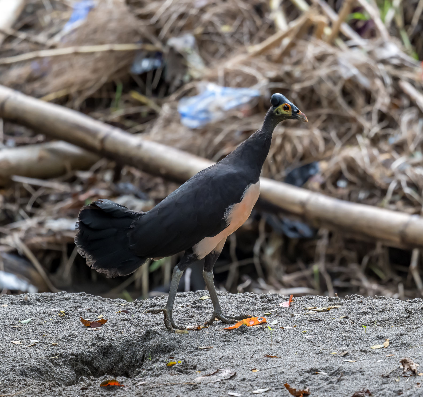The Maleo of Sulawesi - 10,000 Birds