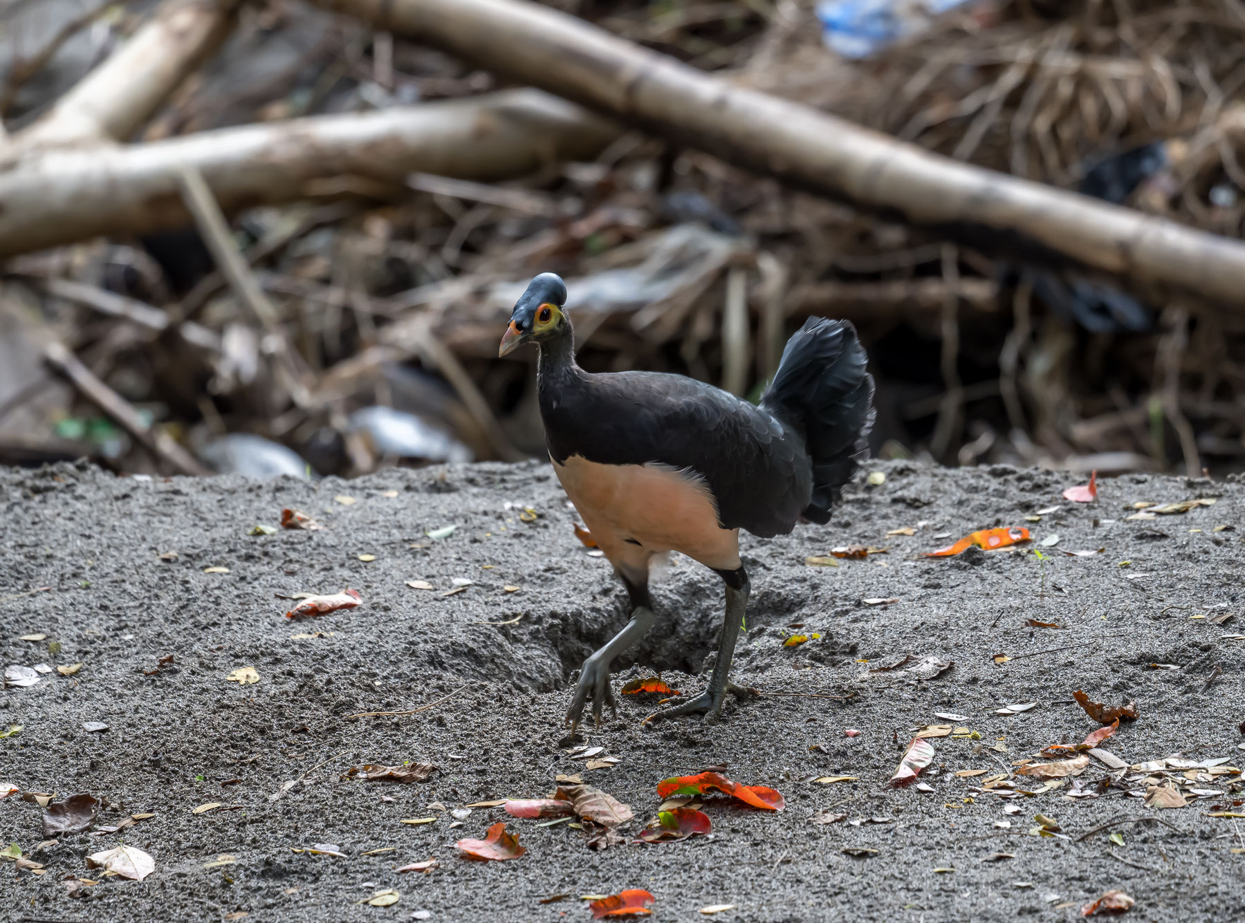 The Maleo of Sulawesi - 10,000 Birds
