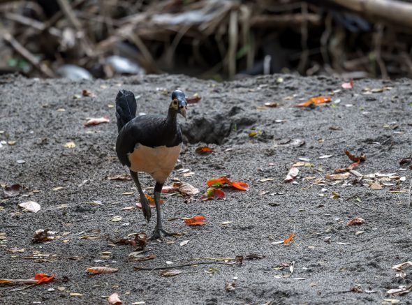 The Maleo of Sulawesi - 10,000 Birds