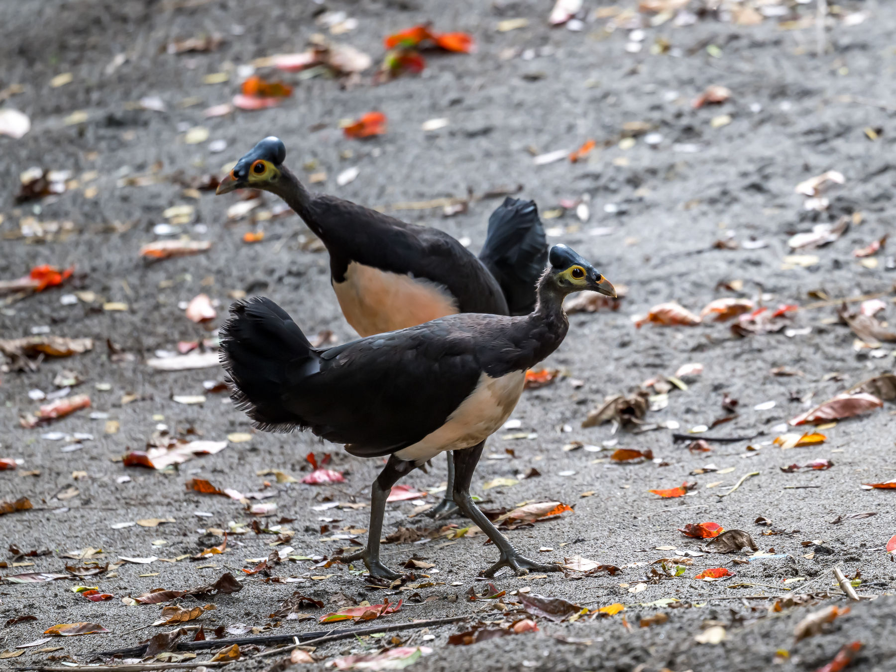 The Maleo of Sulawesi - 10,000 Birds