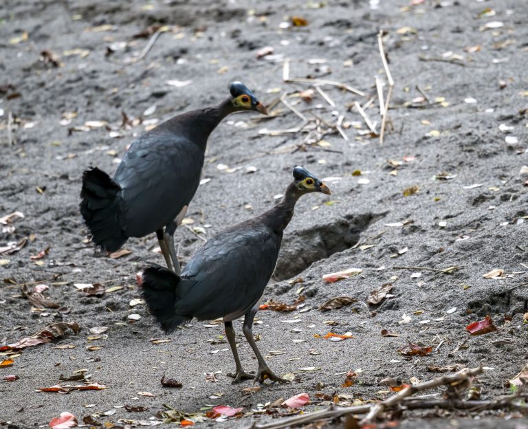 The Maleo of Sulawesi - 10,000 Birds