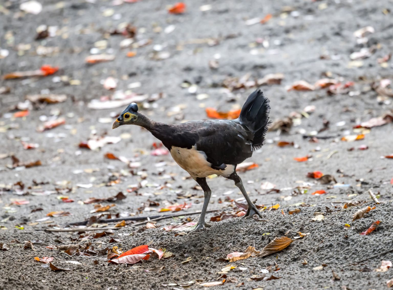 The Maleo of Sulawesi - 10,000 Birds