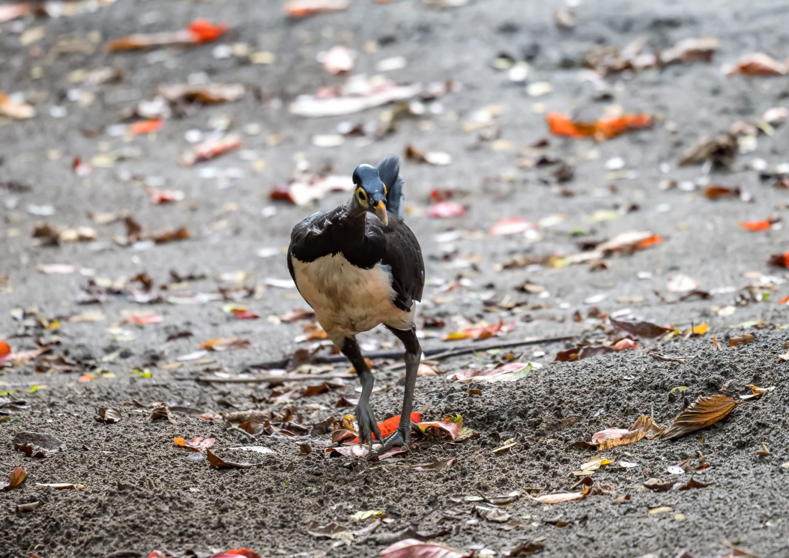 The Maleo of Sulawesi - 10,000 Birds