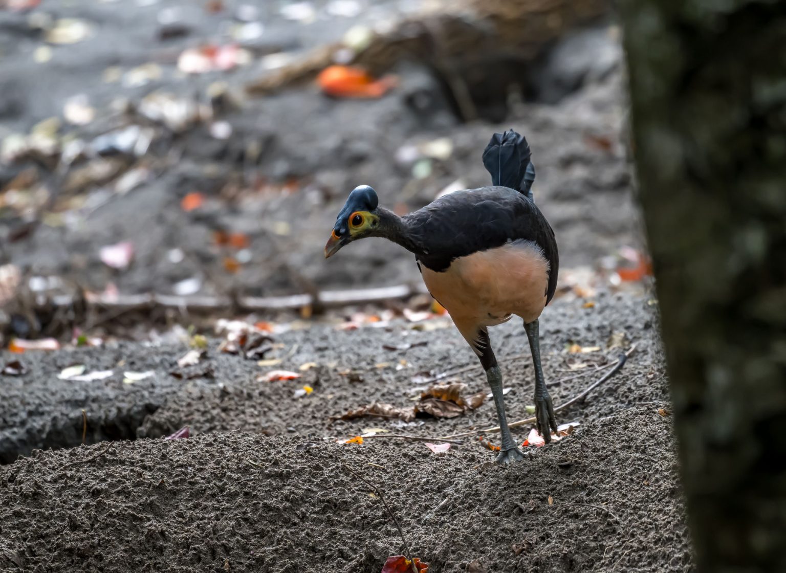 The Maleo of Sulawesi - 10,000 Birds