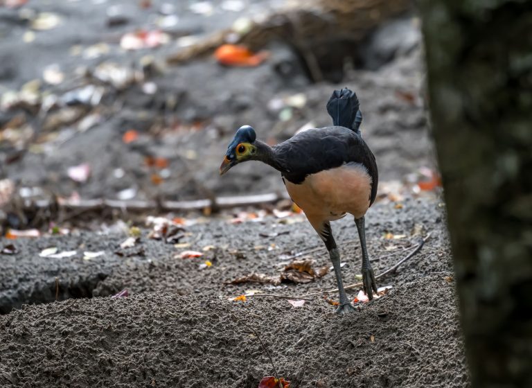 The Maleo of Sulawesi - 10,000 Birds