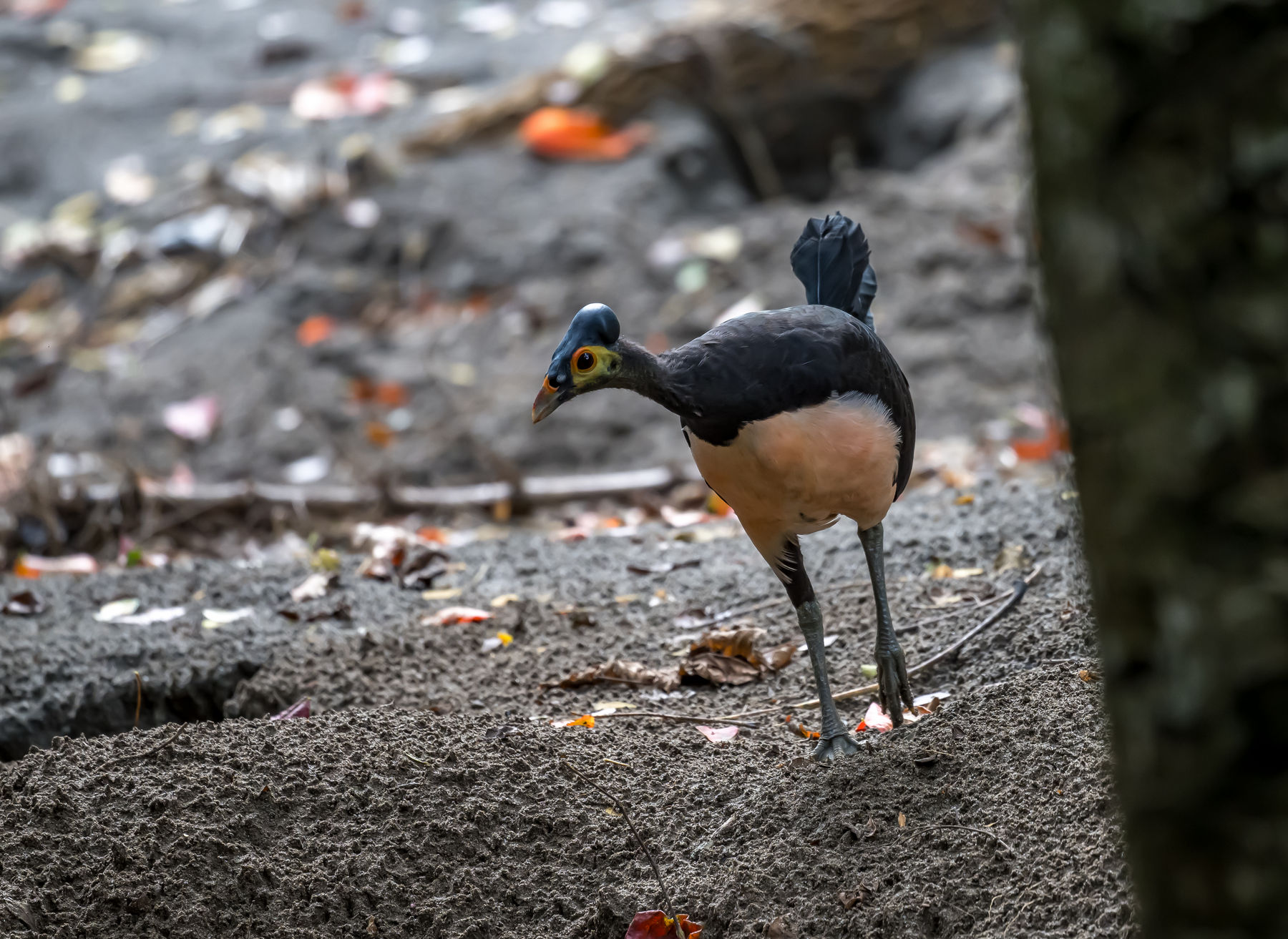 The Maleo of Sulawesi - 10,000 Birds