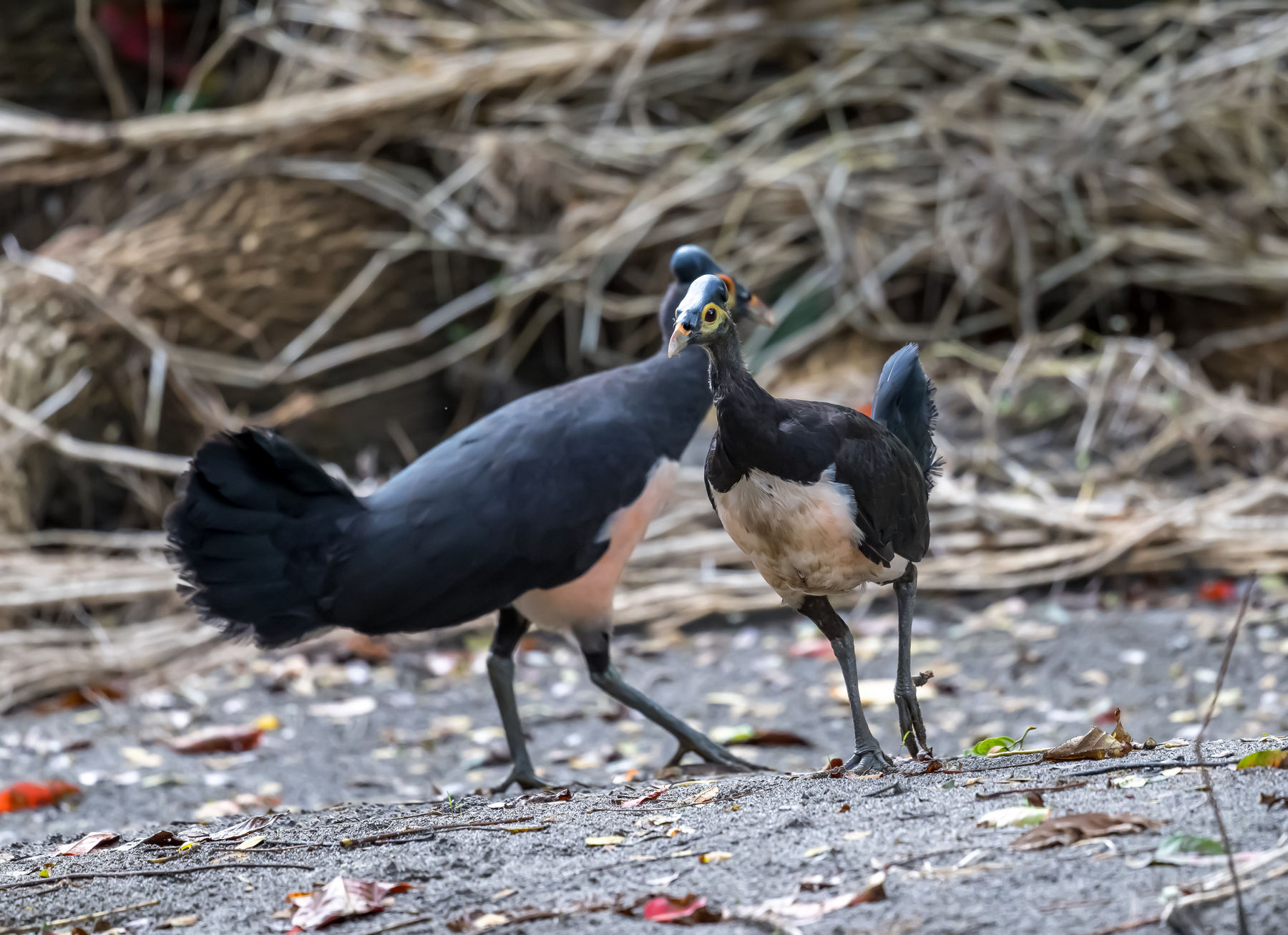 The Maleo of Sulawesi - 10,000 Birds
