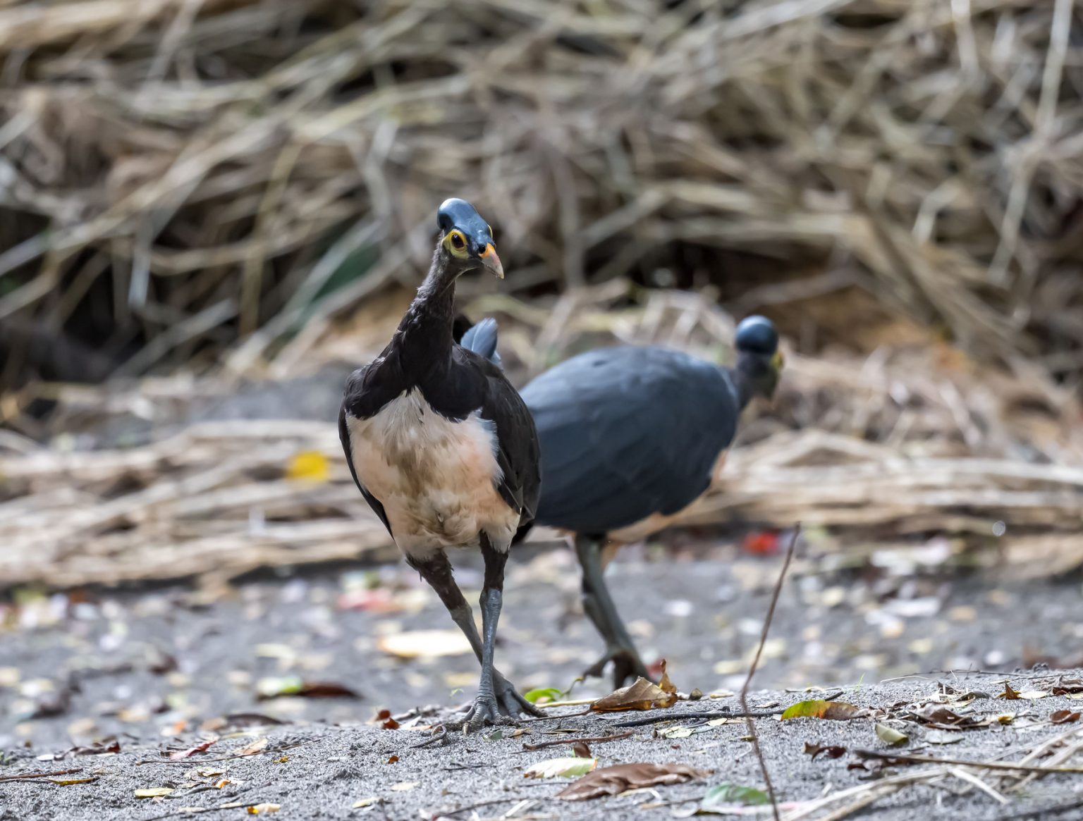 The Maleo of Sulawesi - 10,000 Birds