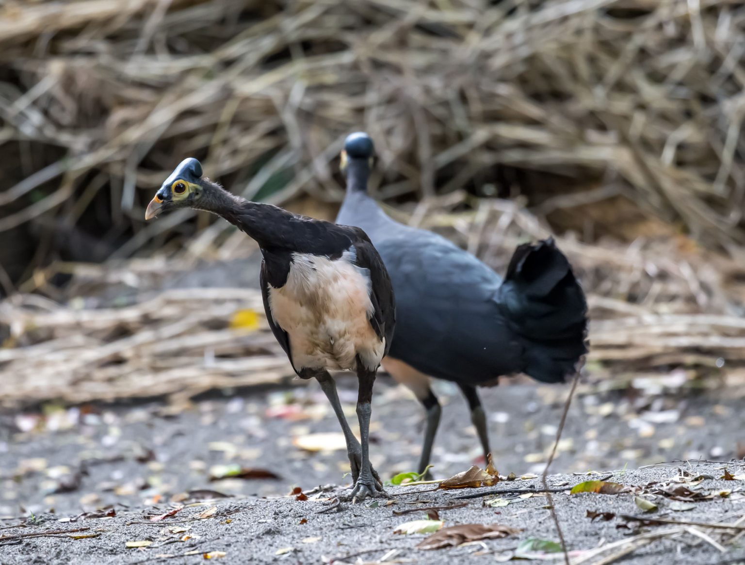 The Maleo of Sulawesi - 10,000 Birds