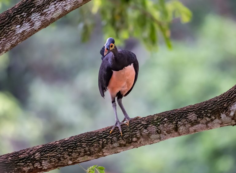 The Maleo of Sulawesi - 10,000 Birds