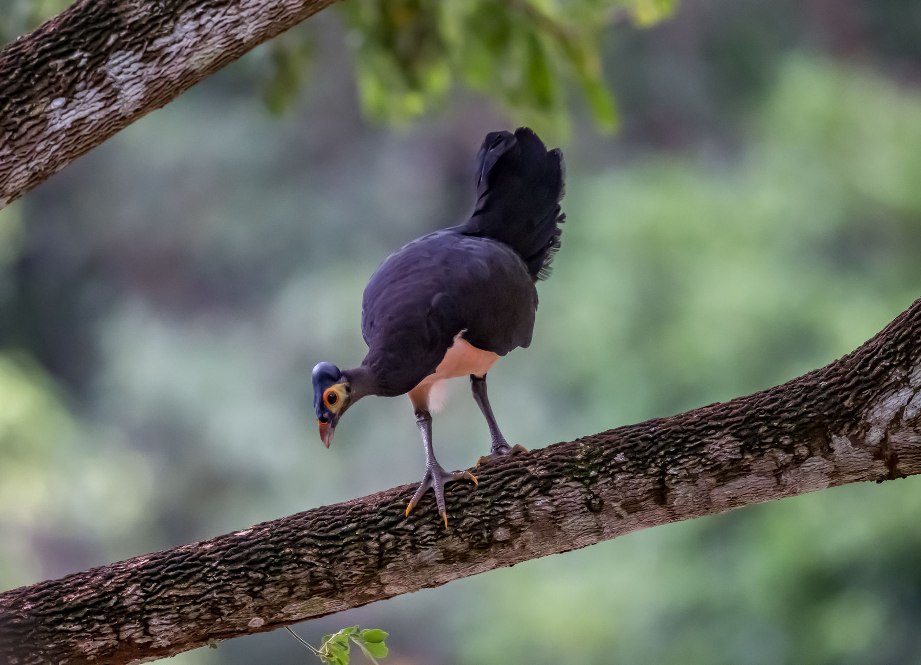 The Maleo of Sulawesi - 10,000 Birds