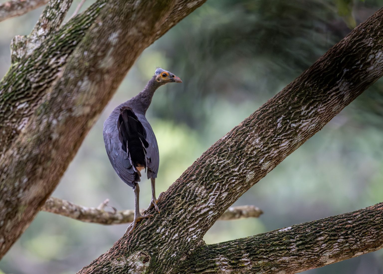 The Maleo of Sulawesi - 10,000 Birds